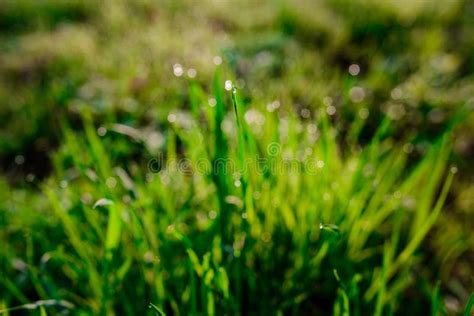 Fresh Morning Dew On Spring Grass Natural Background Close Up Stock