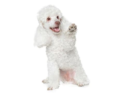 Como Cuidar De Um Poodle Filhote Cuidados E Doenças Mundo Ecologia