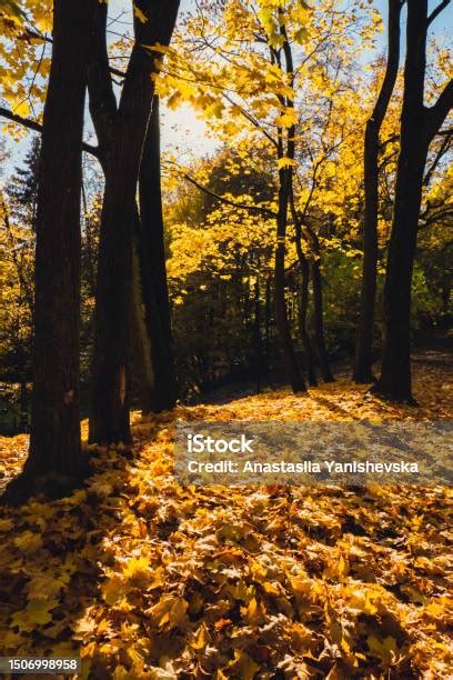 화려한 떨어지는 단풍 공원 숲의 단풍을 통해 볼 수 있습니다 황금 나무 잎입니다 가을 숲에 노란 잎이 있는 아름다운 나무 단풍이 흩어져있는 길 0명에 대한 스톡 사진 및