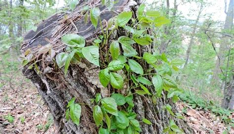 Ai App Detects Poison Ivy Futurity