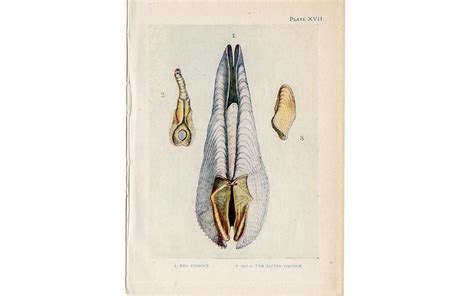 C 1907 Piddock Shell Lithograph • Original Antique Print • Sea Life