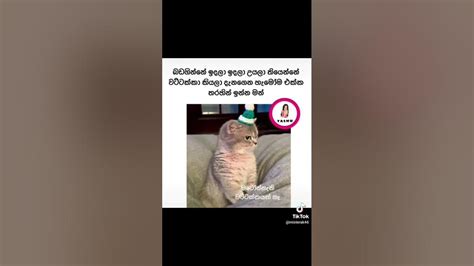 කෝ බලන්න වට්ටක්කා වලට ආස අය Youtube