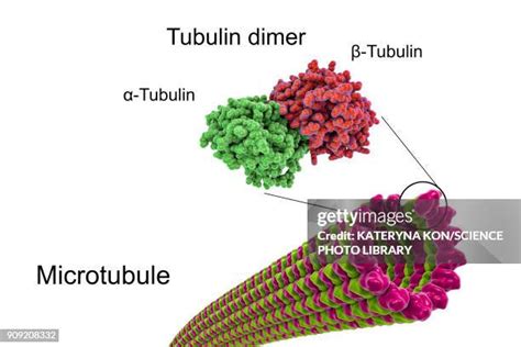 Tau Protein Photos And Premium High Res Pictures Getty Images