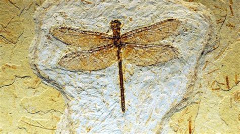 Revelan El Color Real De Los Insectos Que Vivían Hace 99 Millones De Años