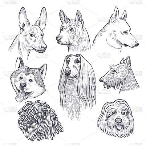 纯种犬 犬科的 草图 动物头 濒危物种 狗屋 梗犬 肖像 牧羊犬 灰猎犬