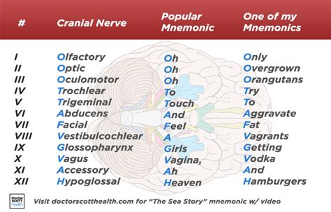 Cranial Nerves Mnemonics Faculty Of Medicine