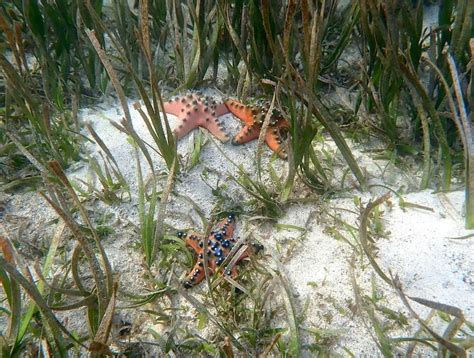 Protoreaster Nodosus Horned Sea Star Snorkeling Report