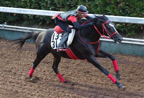 坂路を駆け上がるディヴィナシオン（撮影・亀井直樹） ― スポニチ Sponichi Annex ギャンブル