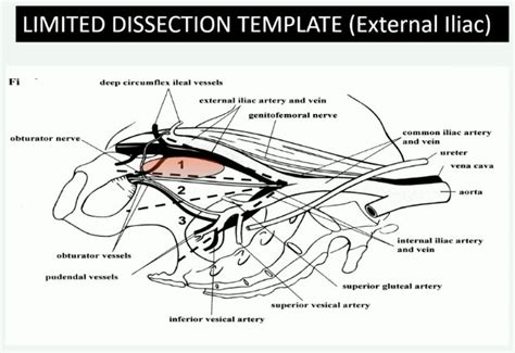 Lymph Node Anatomy Neck