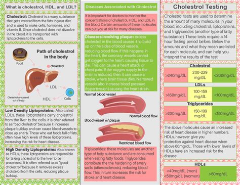 Cholesterol Pamphlet Graphic Design Portfolio Anna Rinvelt