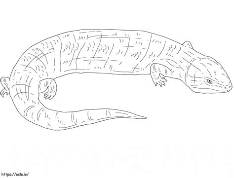 Eastern Blue Tongue Skink Coloring Page