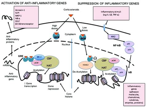 Genomic Effects Of Glucocorticoids Modified By Ref 11 Download