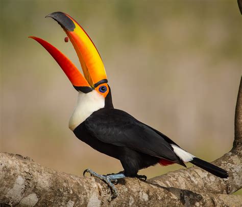 Tossing Toucan Wild View