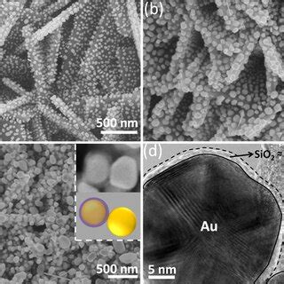 SEM And TEM Images Of The Samples At Different Stages A SEM Image Of Download Scientific