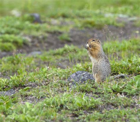 The American Gopher On Kamchatka At A Volcano Foot Stock Image Image