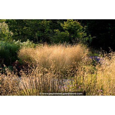 Deschampsia Cespitosa Palava Canche Pépinière Du Penthièvre
