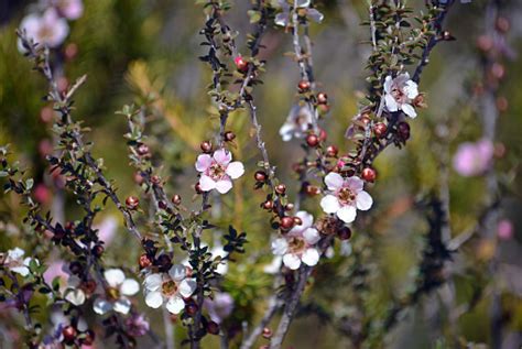 분홍색과 흰색 꽃과 복숭아 꽃 차 나무 Leptospermum Squarrosum 가족 Myrtaceae 해안 히스에 성장 싹