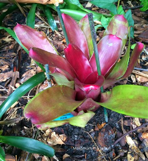 Save Money By Planting Bromeliad Pups Miss Smarty Plants