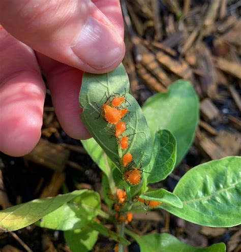 Tiny Orange Bugs On Ground Cherry Hydrangeas Blue