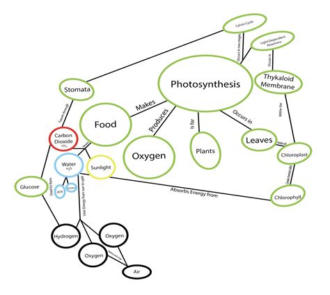 Photosynthesis Concept Map