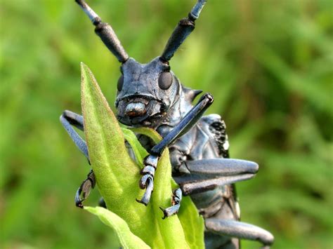 カミキリムシ図鑑！！【画像】いろんな種類や幼虫、生態について 生き物係 Ikimono Kakari