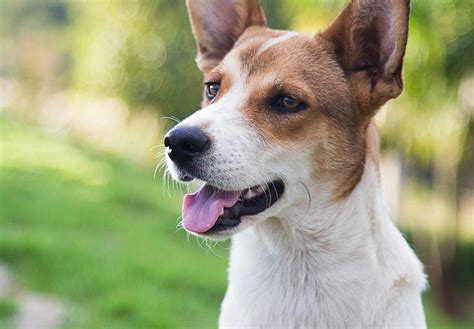 National Mutt Day 2024 Images Arlen Cacilie
