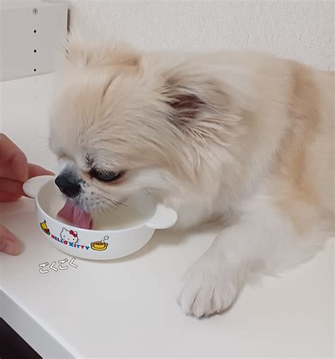 飲んで飲んで飲みまくる 愛犬ぽんずとの日常