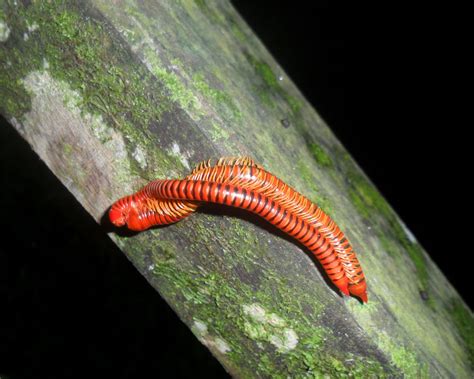 Freelance Flaneur So Niah And Yet So Far