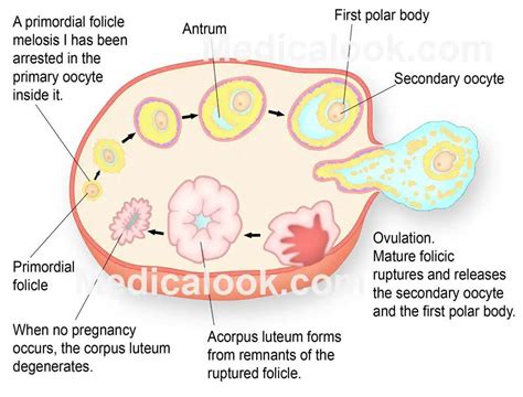Ovaries Diagram Healthiack