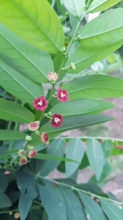 සිංගප්පූරු කොළ Star Gooseberry Pallikkarputu Sauropus Androgynus Herbal