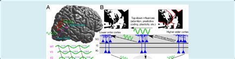 Tentative Model For How Alpha S Physiology Could Mediate Feedback A Download Scientific