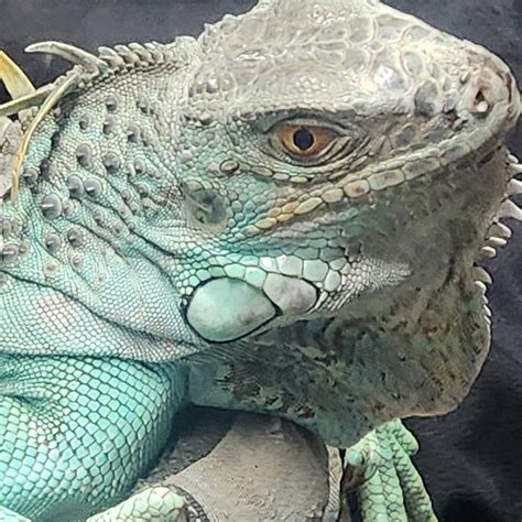 Axantic Blue Iguana Tortoise For Sale Order Tortoise Online