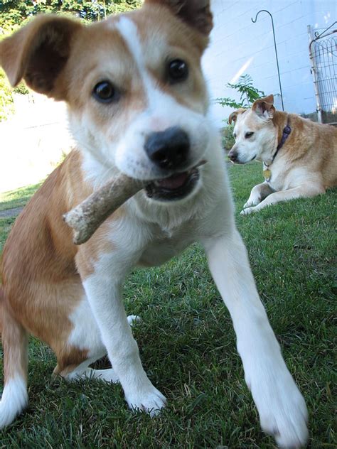 Chewie Photograph By Keri Epperson Photography Fine Art America