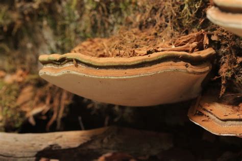 Ganoderma Applanatum Guía General De Macrohongos De Costa Rica · Inaturalist