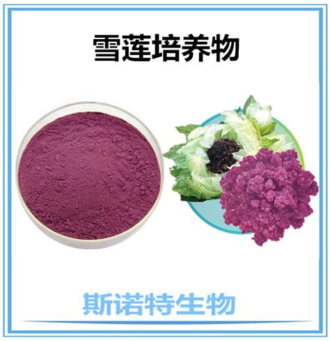 雪莲培养物 仙草 第2页 大山谷图库