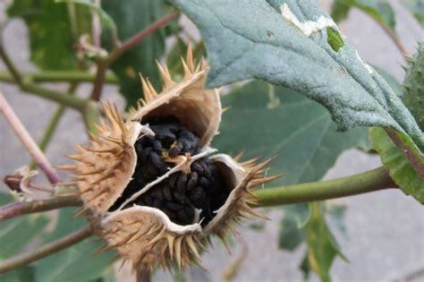 Weed Of The Month Jimson Weed Brooklyn Botanic Garden