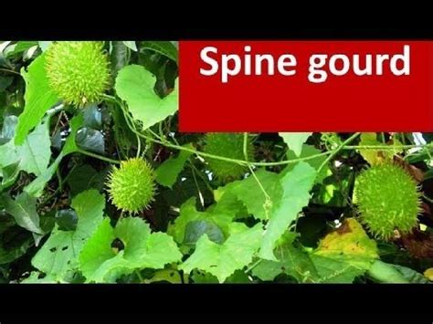 Vibex Hybrid Spiny Gourd Kantola 10 Gms 50 Seeds Seed Price In India