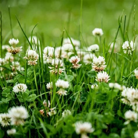 Climate Smart Capture Nutrient Efficient Germinal