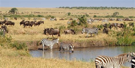 3 Days Masai Mara Wildlife Safari Africa Adventure Vacations