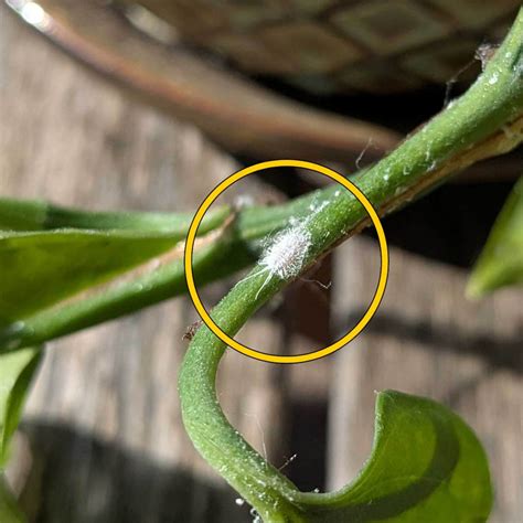 What To Do About Mealybugs On Houseplants