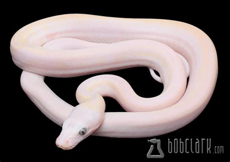 Reticulated Pythons