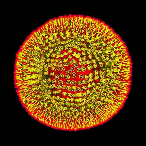 Rubella Virus Photograph By Mehau Kulyk Fine Art America