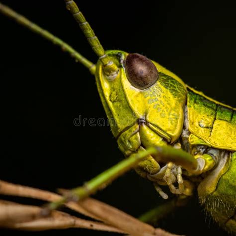 Macro Shot Of Omocestus Viridulus A Common Green Grasshopper Stock