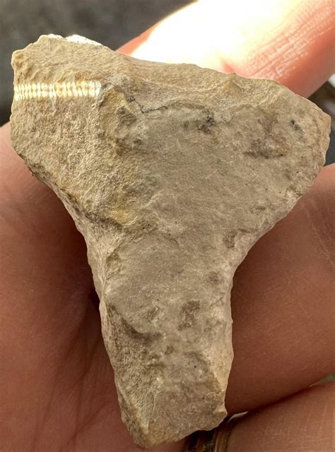Fossil Identification R Fossilid