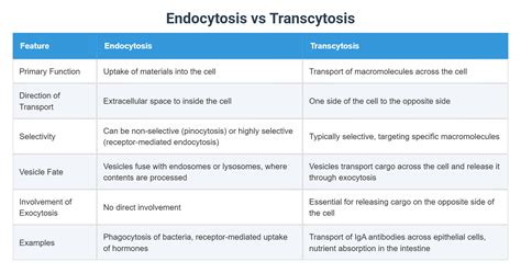 Endocytosis Vs Transcytosis