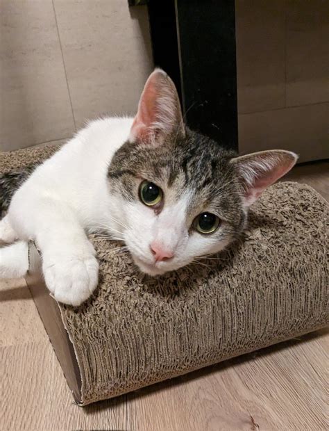 保護猫カフェきゃりこ武蔵野店 On Twitter 【武蔵野店】 59、12時からオープンしました😸 しっぽの先が真っ白のオジロウ君