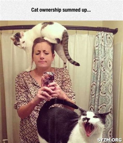 Cat Ownership Best Funny Pictures Crazy Cats Cat Memes Cat Pics