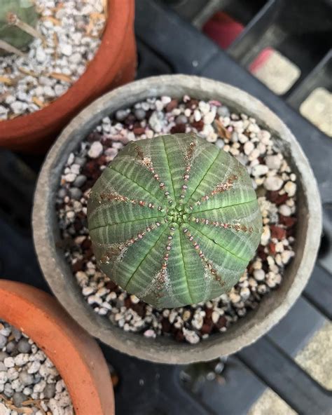 Xoxolovespike Single Male Cebuano Euphorbia Obesa Desperately