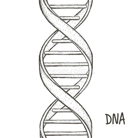 Dna Helix Drawing