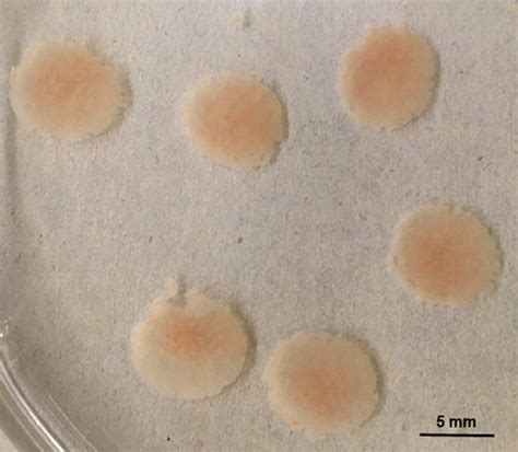 Representative Image Of Precision Cut Liver Tissue Slices Obtained From